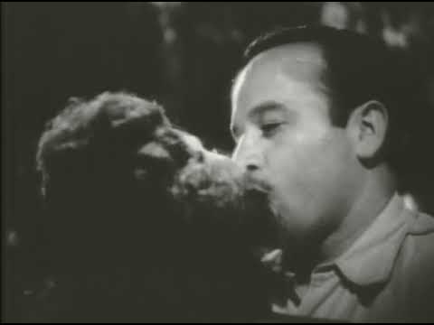 El gavilan pollero (Pedro Infante) pelicula completa en español