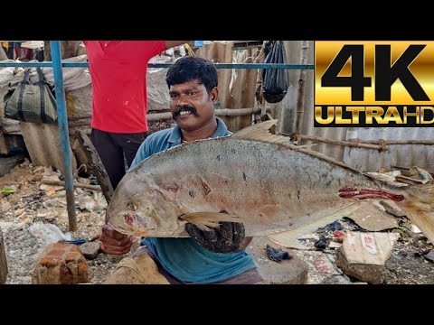 PULLI PAAREI FISH (TRAVELLY) CUTTING IN KASIMADU - YouTube