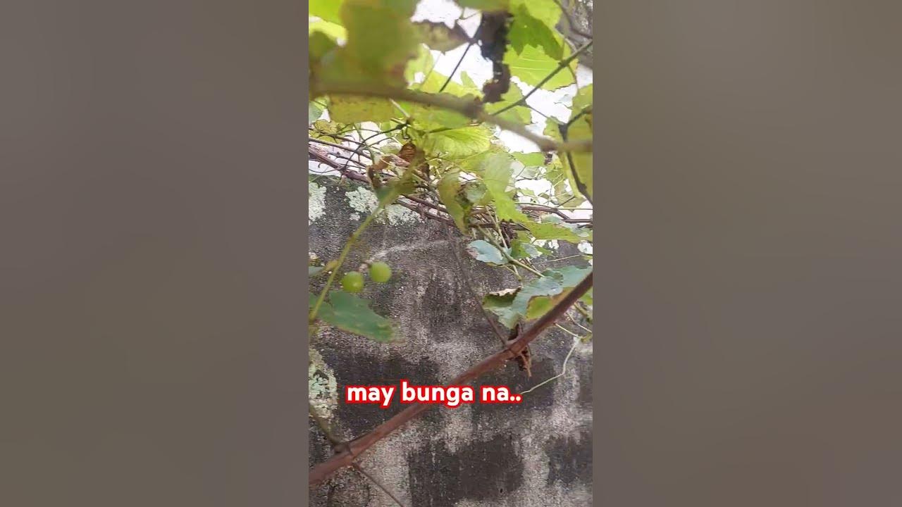 sa aming bakuran #ubas #fruits - YouTube