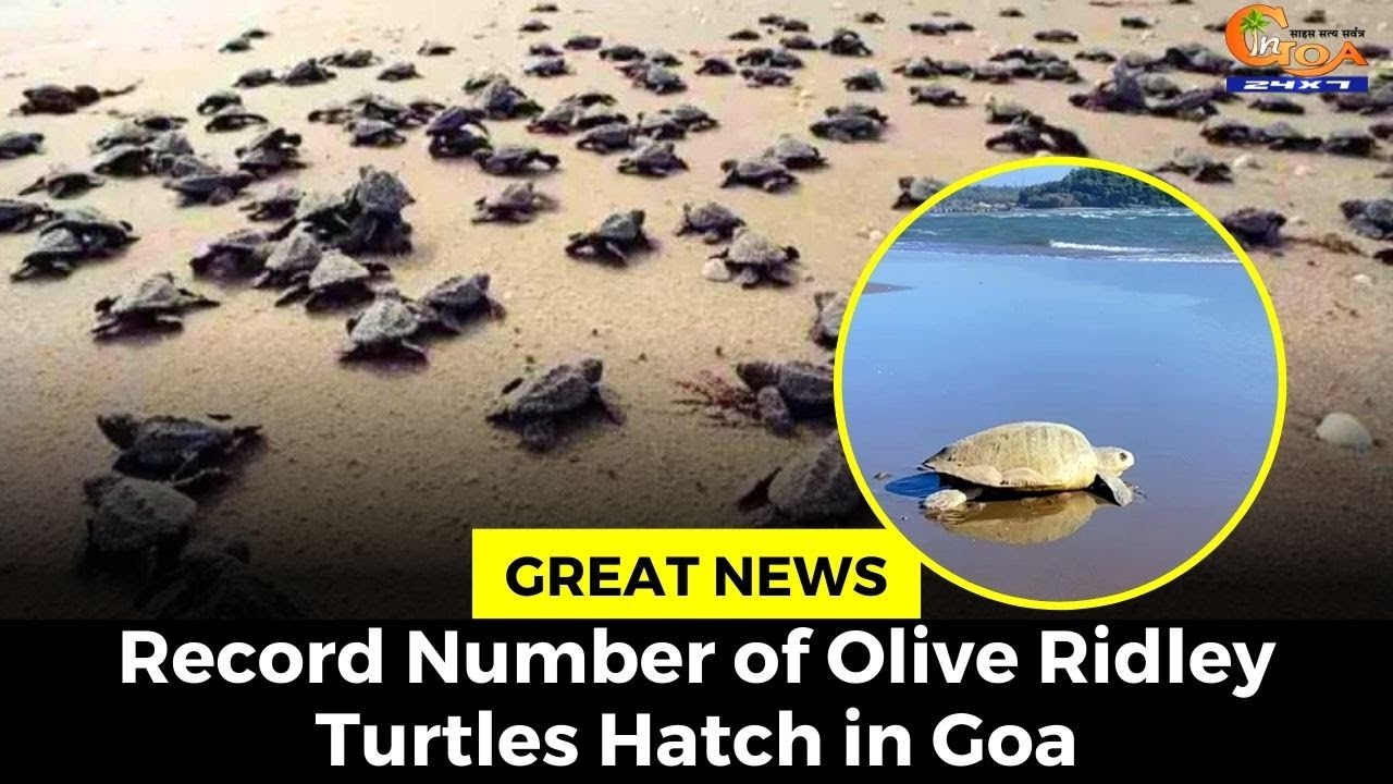 #Beautiful- Record Number of Olive Ridley Turtles Hatch in Goa - YouTube