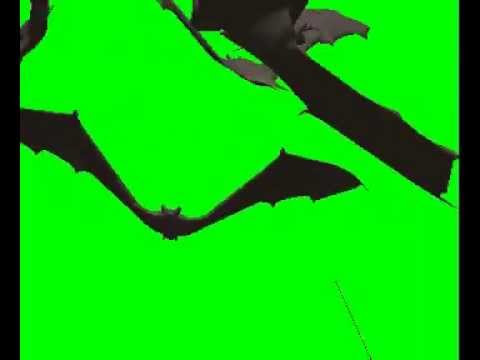 bats green screen/ green screen animals/ - YouTube