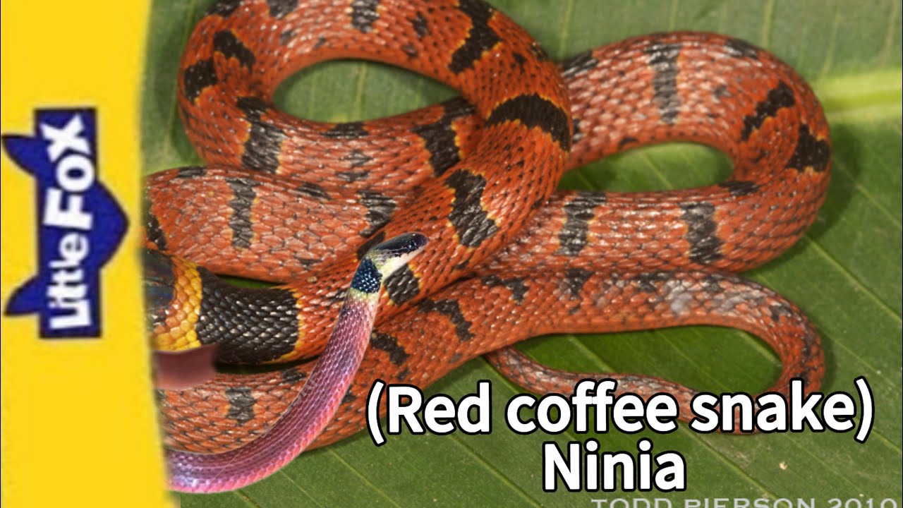 Meet the Animals 812 | Red Coffee Snake | Ninia | Wild Animals | Little ...