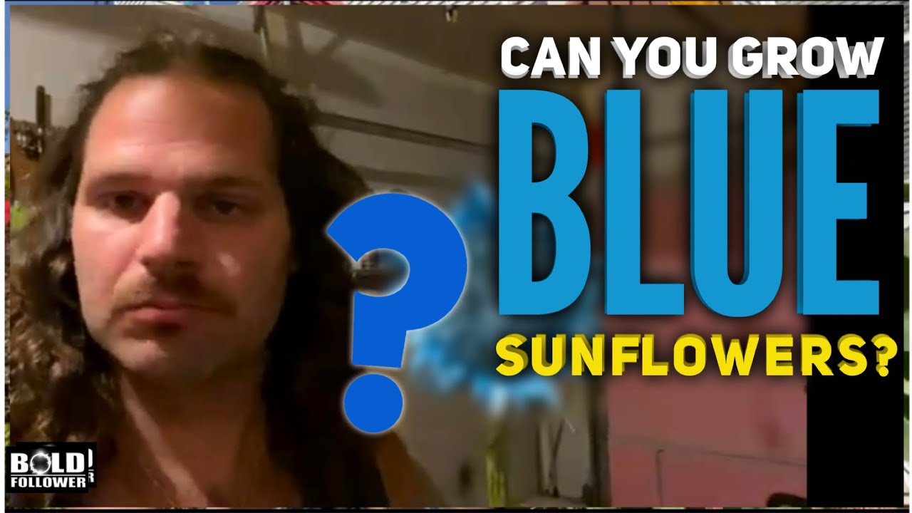 Can You Grow Blue Sunflowers? Midnight Blue Oil Sunflower Review - YouTube