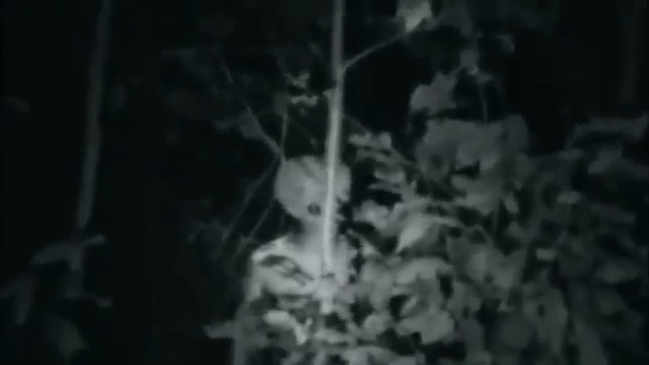 IN FOREST ALIEN I В ЛЕСУ ПРИШЕЛЕЦ I METSAS TULNUKAS I USA 1982 - YouTube