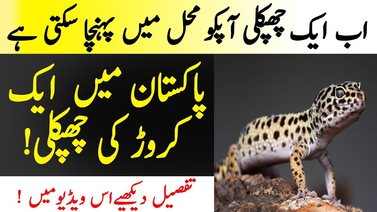 15 karor Ki Chipkli | Leopard Gecko Precious lizard in Pakistan ...