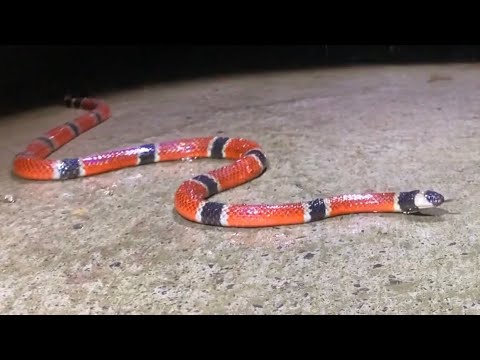 SERPIENTES COSTA RICA #1 — Coral — Reptiles y Rescates | Deborah Pinto ...