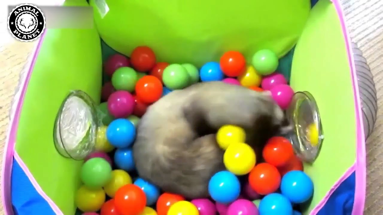 Top Ferrets 🔴 Funny and Cute Ferret Videos Compilation - Hurones ...