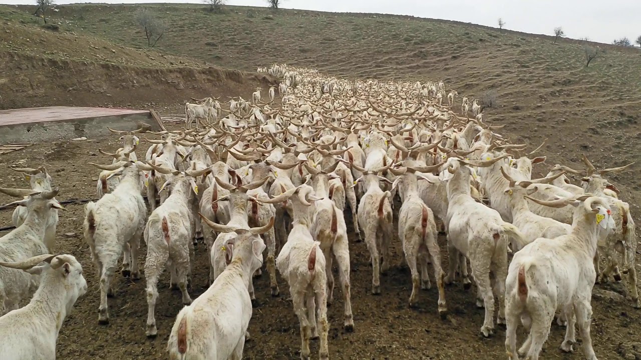 Ankara Keçileri Erkeçler. Angora Goats after shearing goes to mountains ...