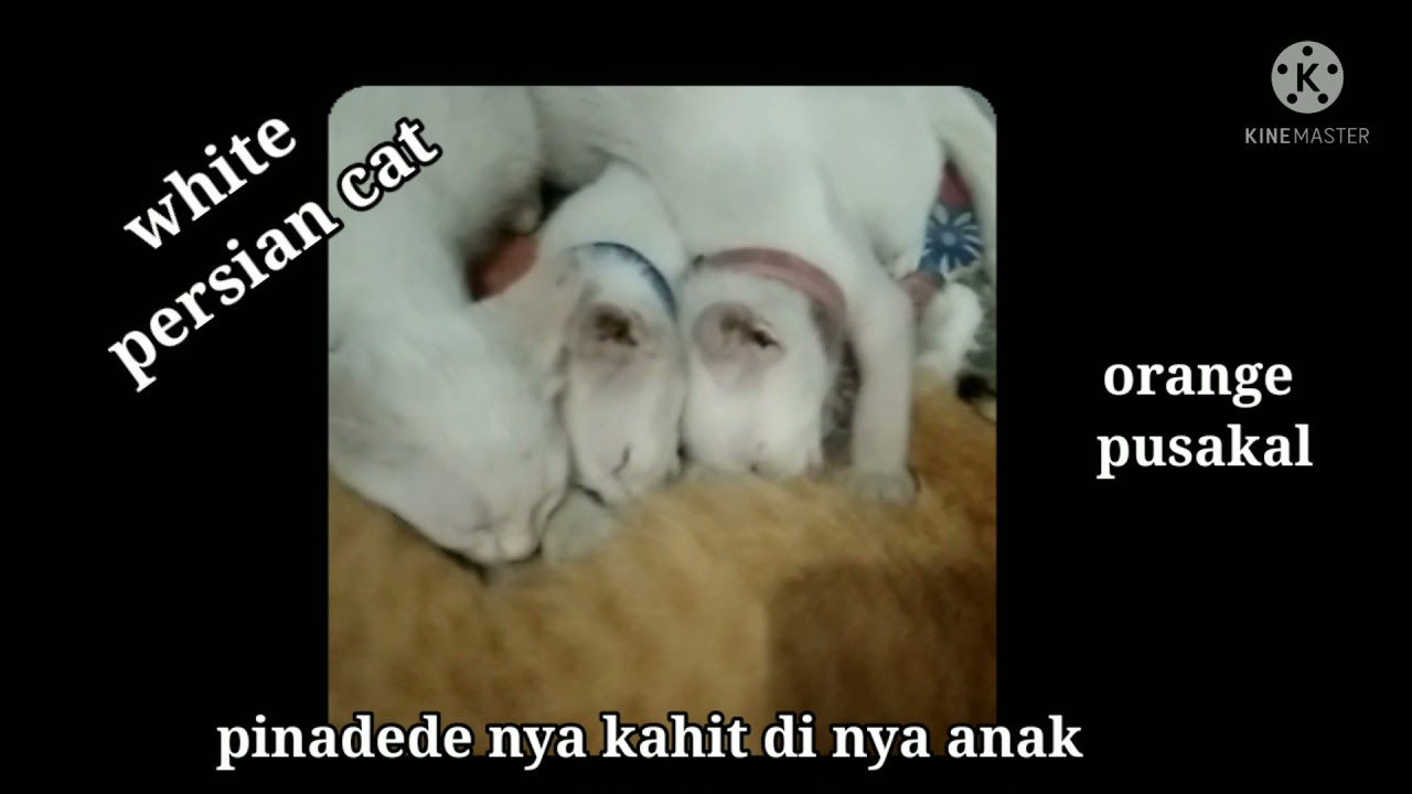 PERSIAN CATS vs PUSAKAL CAT - YouTube