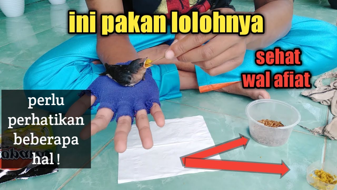CARA DAN PAKAN LOLOHAN ANAKAN BURUNG PALLOW ATAU SRITI - YouTube
