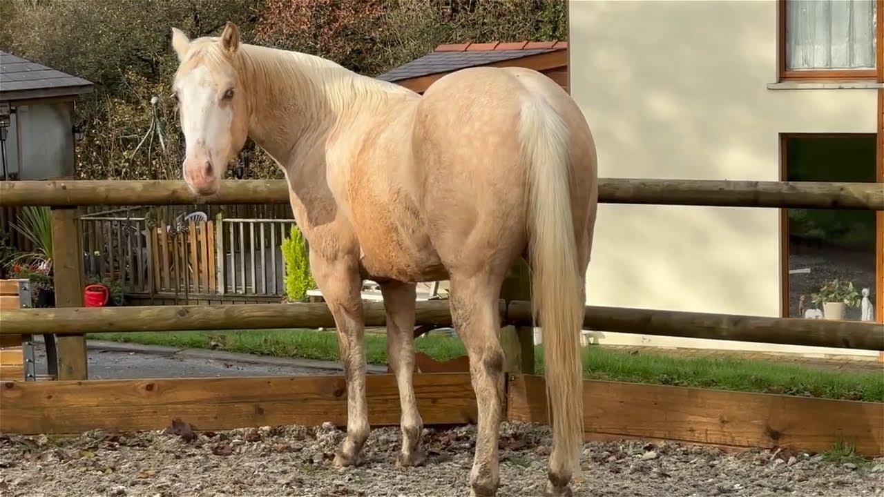 How Well Can You Read Horses?? - YouTube