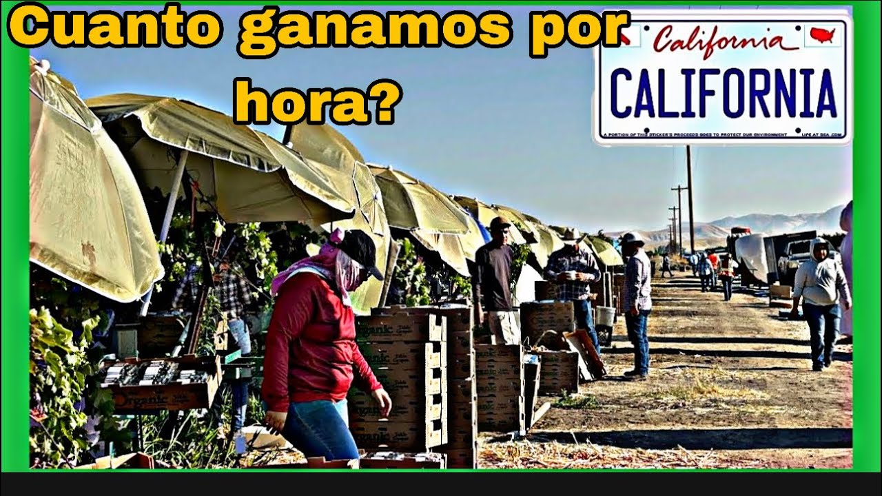 COSECHA DE UVA EN CALIFORNIA LOS DIAS MAS CALIENTES DE LA TEMPORADA 🇺🇸 ...