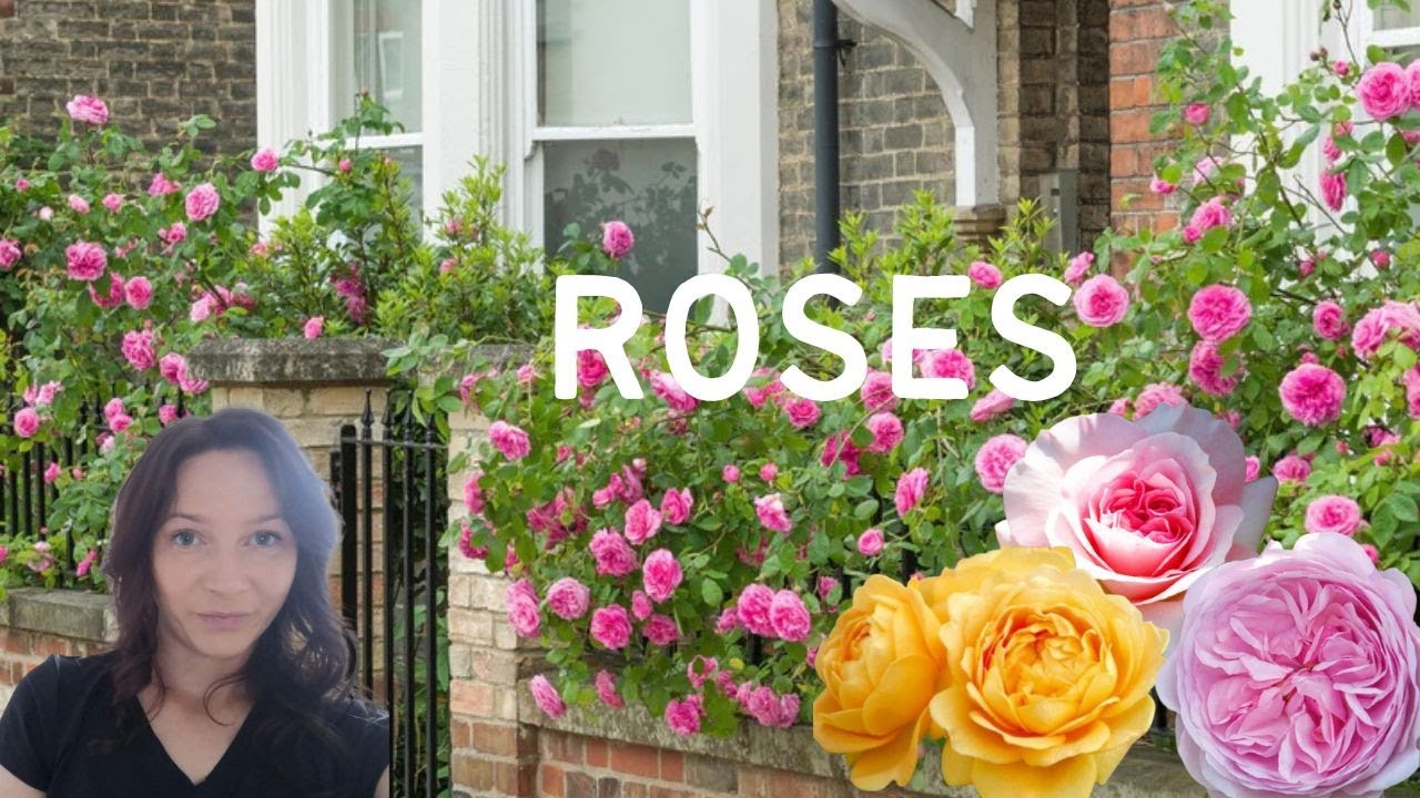 ROSES - What do you need to have and know before you start Beginner ...