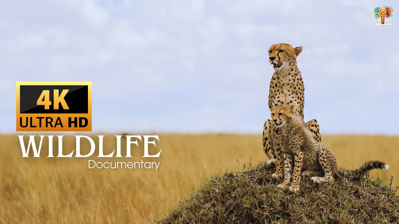 Wildlife 4K Video Ultra HD Documentary - YouTube
