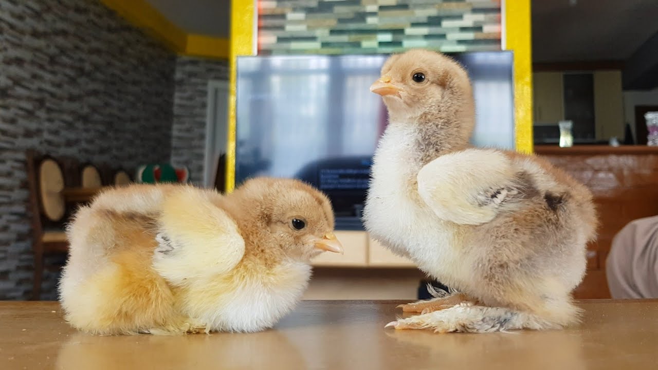 1 Week old | Gold Brahma Baby CHICKS - Video 4K - YouTube