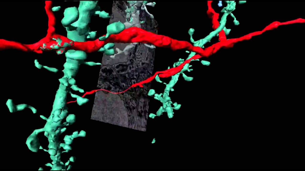 3D-reconstruction of nerve cells - YouTube
