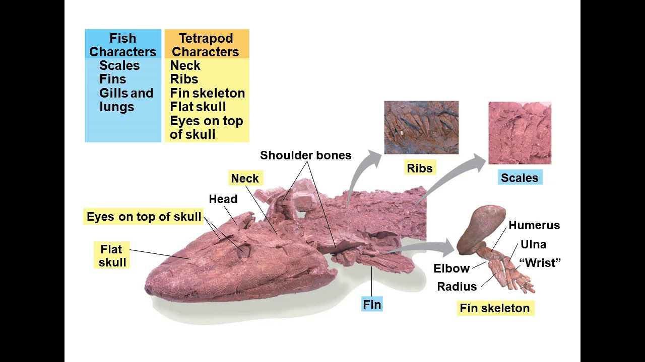 Chapter 34 Vertebrates - YouTube
