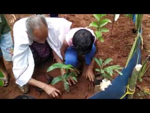 Mini Forest in backyard based on Miyawaki Method - YouTube