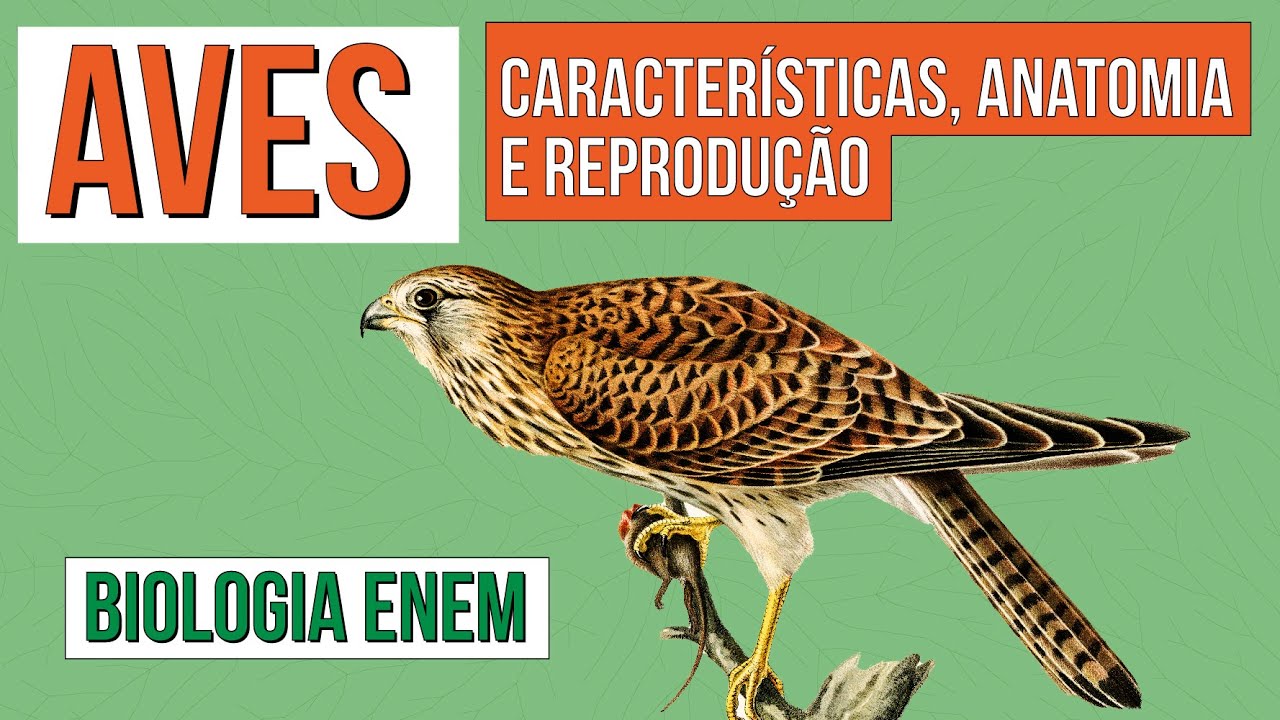 AVES: características, anatomia e reprodução | Biologia para o Enem ...