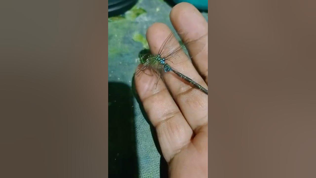 Dragonfly Sounds,, - YouTube