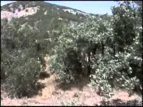 BAYAZIT KÖYÜ MANZARA KLIBI Facebook 1