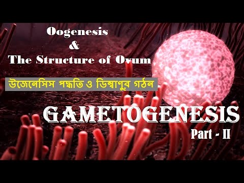 Gametogenesis : Oogenesis (Part-2) | Human Reproduction | Class 12 ...