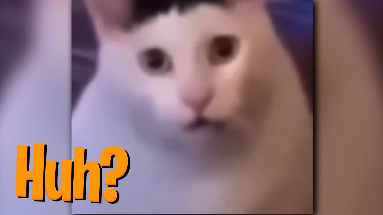 EL GATO HUH? - YouTube