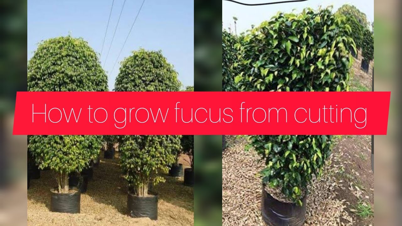 How to grow Ficus form cutting - YouTube