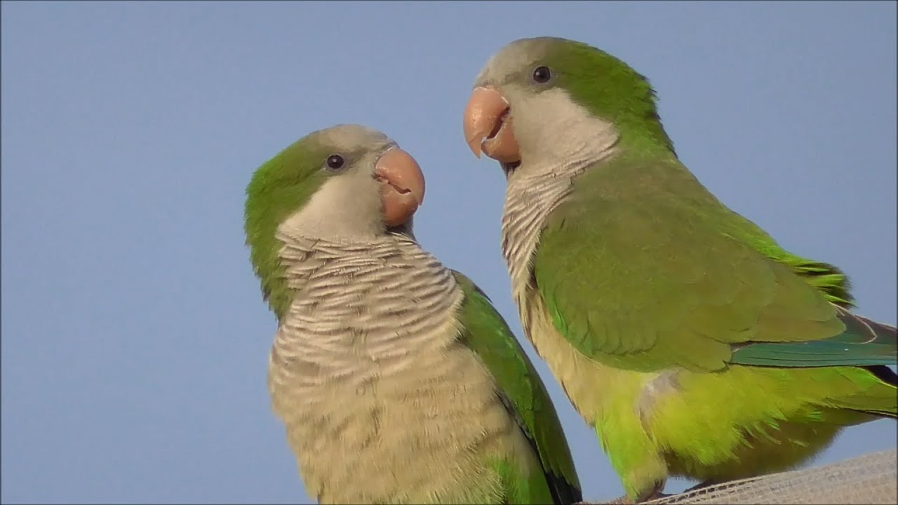 Cotorra argentina (Myiopsitta monachus) Monk Parakeet - YouTube