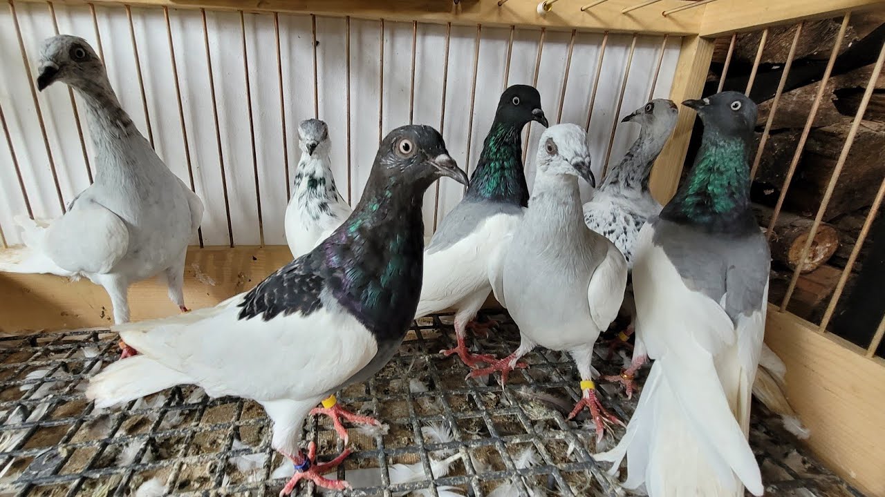 Weekend u Tomili fr87 . Działo się 🙉💪🕊🇵🇱 - YouTube