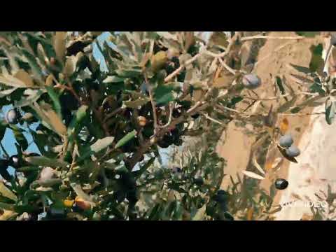 zeytin toplamak bi sanattır..