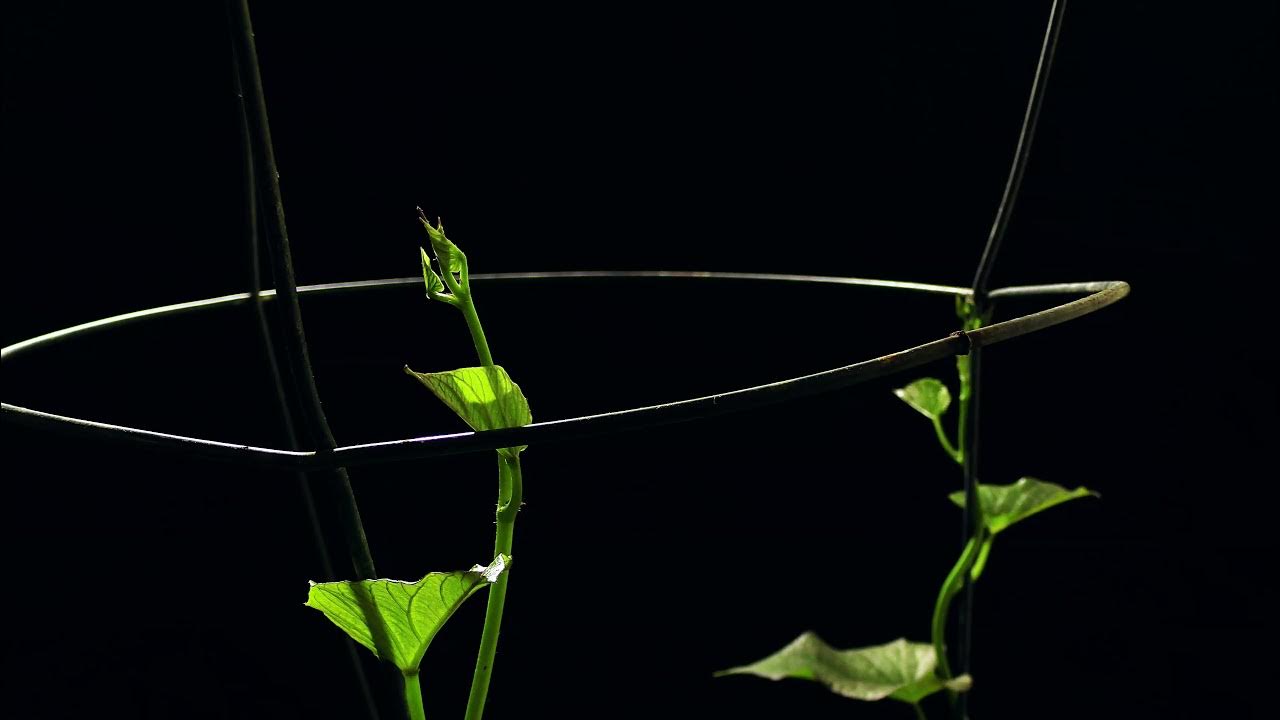 Vine growing in a spiral motion time-lapse - YouTube