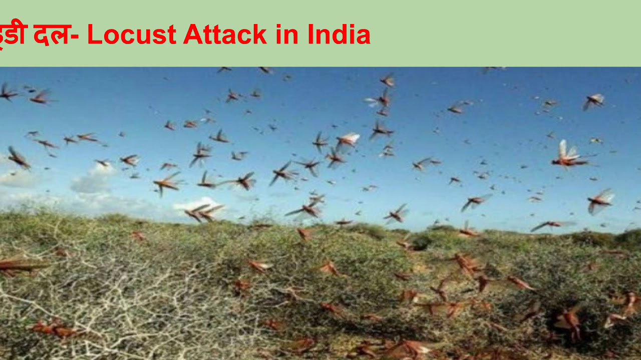 locust swarm attack in India in 2020। आखिर क्यों मचा रखा है टिड्डी दल ...