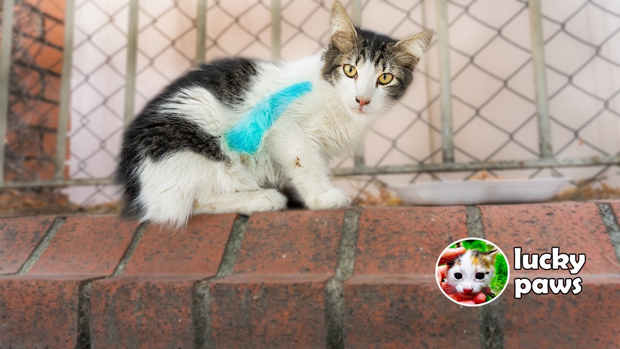 a STRAY CAT doesn't know why they PAINTED her CYAN, but She never stops ...