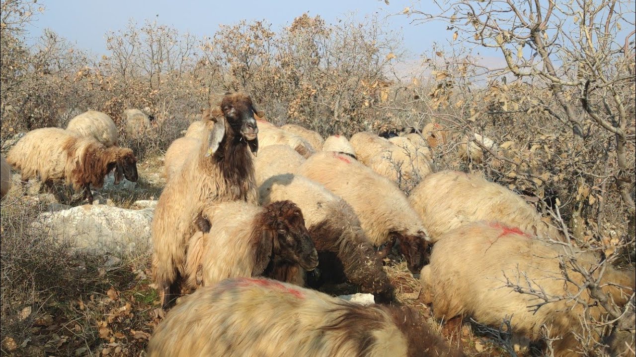 sonbahar koyun koç geldi / hamdani koyun sheep - YouTube