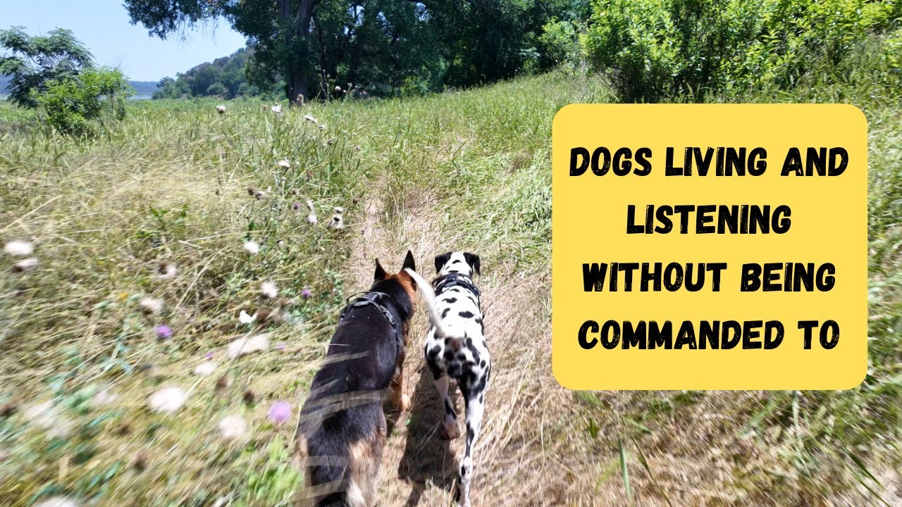 Dogs Living And Listening Without Being Commanded To - YouTube