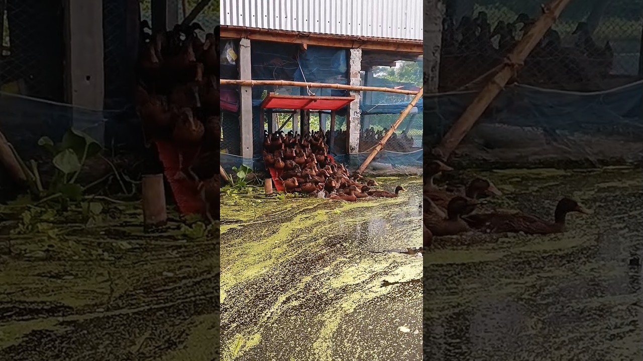 Duck release from loft #ducklings #DuckFeed #duckfarming #buckbaby ...