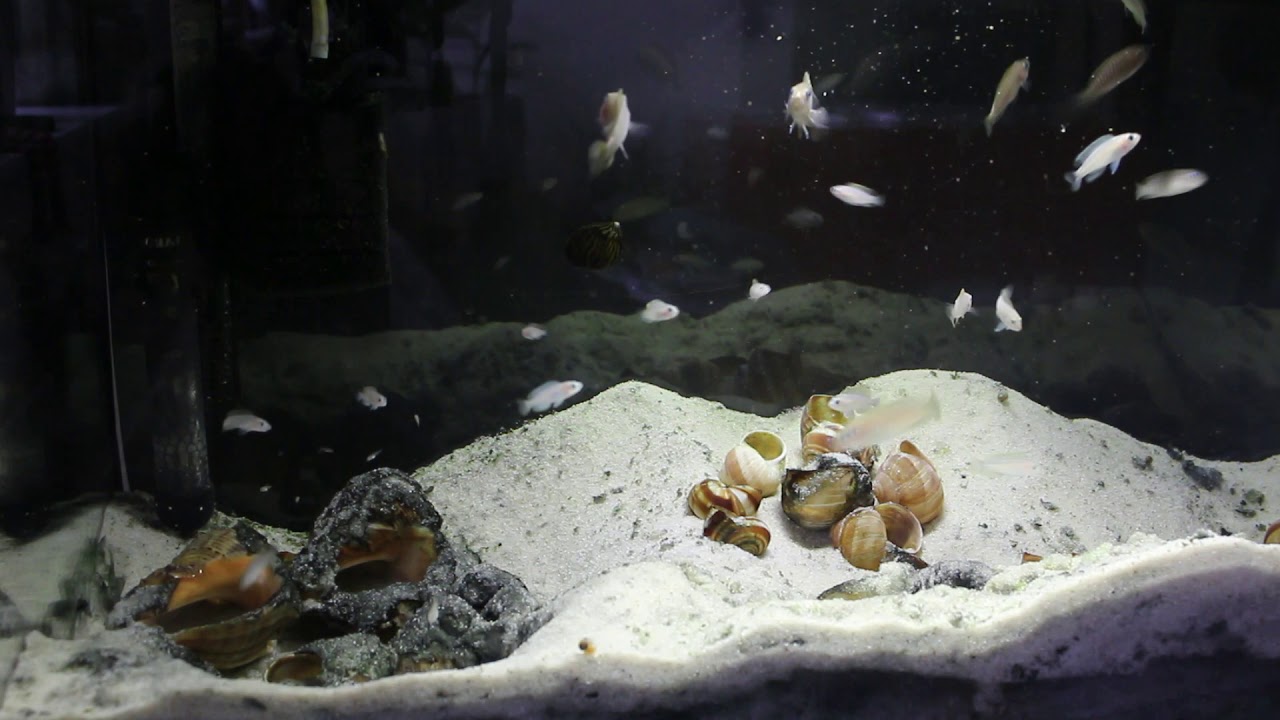 Feeding Multies - YouTube