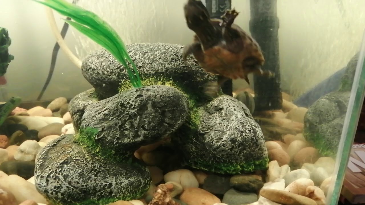 Musk Turtle swimming - YouTube