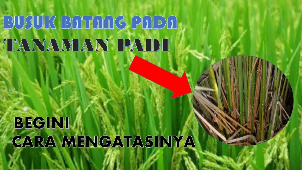 PENYAKIT BUSUK BATANG PADA TANAMAN PADI - YouTube