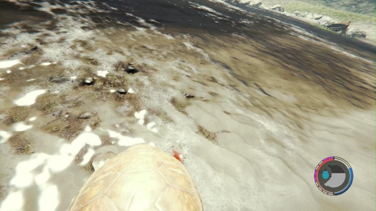 Holy Turtle - YouTube