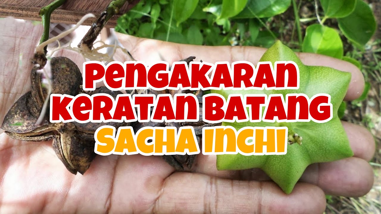 CARA BUAT PENGAKARAN KERATAN BATANG POKOK SACHA INCHI - YouTube