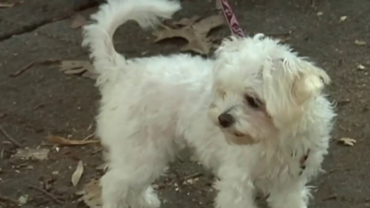 Helping families reunite with lost pets - YouTube