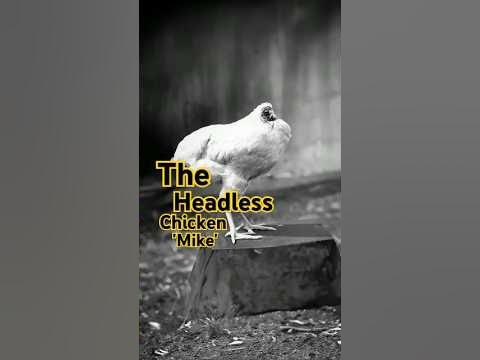 Mike the headless chicken #shorts #facts #animals - YouTube