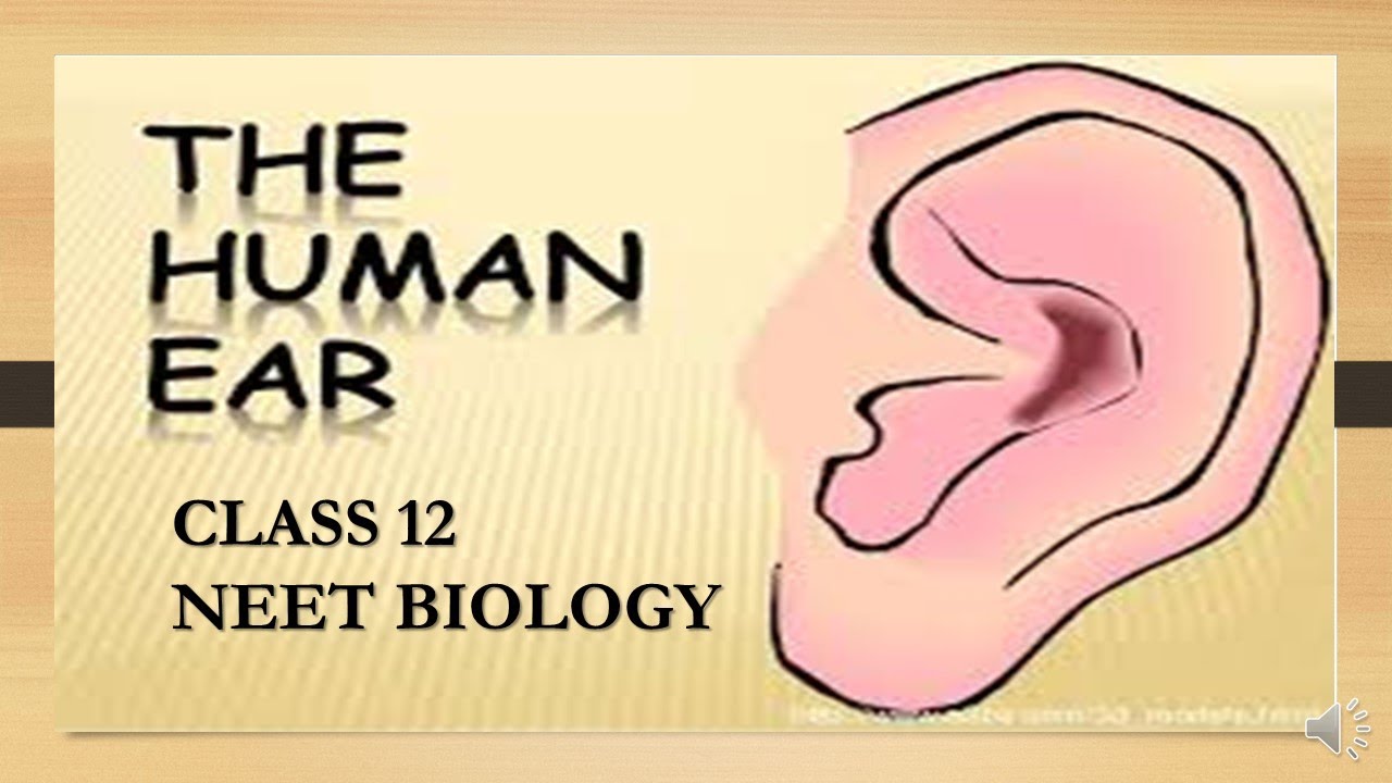 STRUCTURE OF HUMAN EAR CLASS 12 NEET BIOLOGY YouTube structure-of-human-ear-class-12-neet-biology-youtube