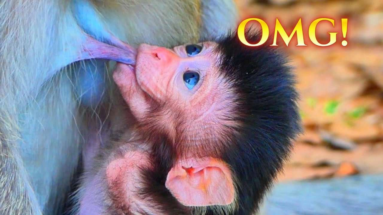 Oh Wow..! Can't Wait Little Baby Monkey Grow Up So Fast Coz Real Mom ...