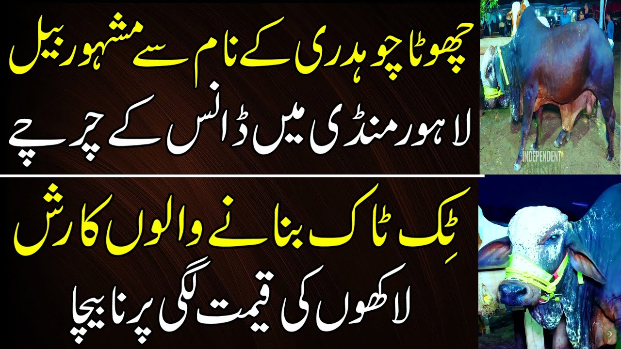 Chota Choudary Virel Bail | Eid Ul Azha 2023 costly Bull | Lahore Mandi ...