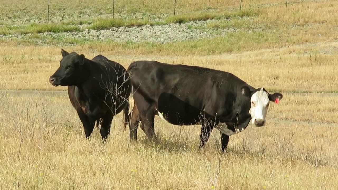 Grazing cows - Tassajara Ridge Trail - San Ramon, California - YouTube
