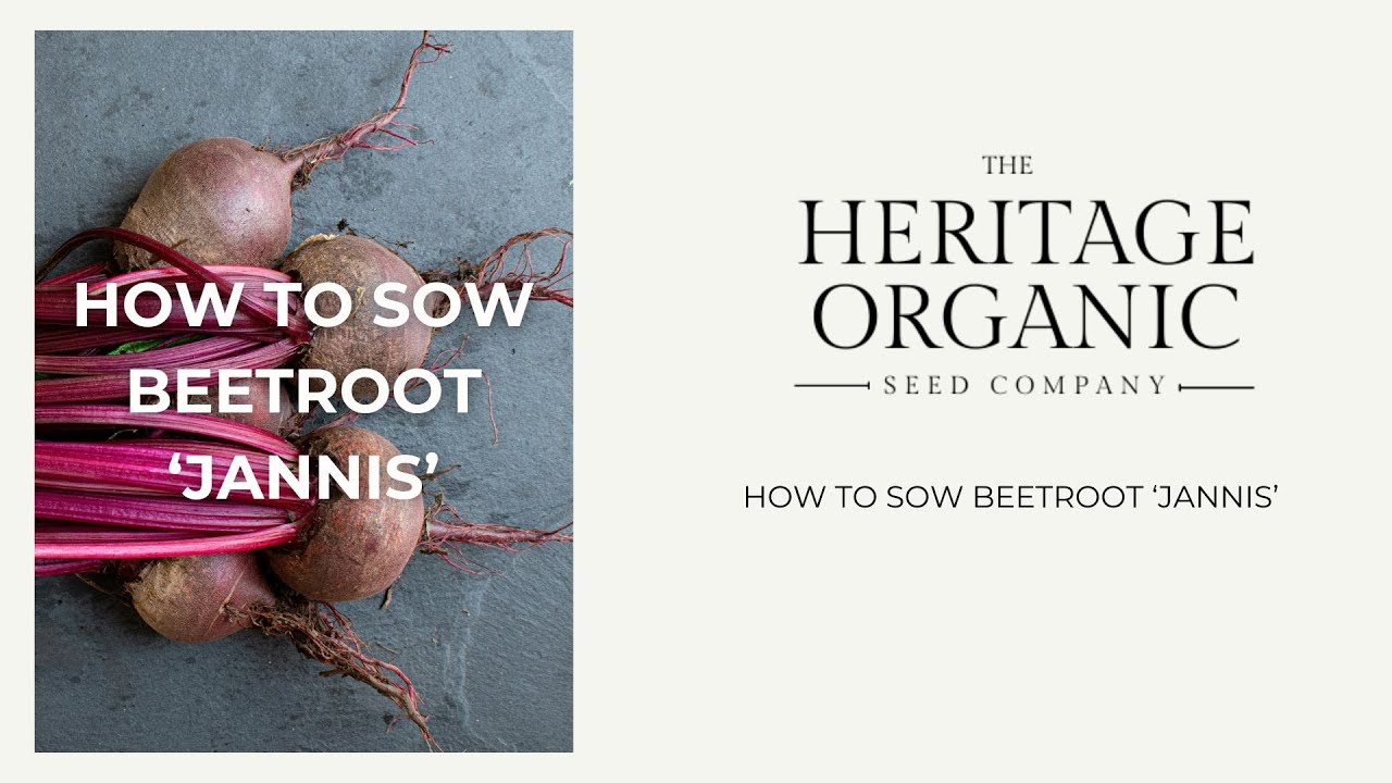 Sow a long - How to sow Beetroot 'Jannis' - YouTube