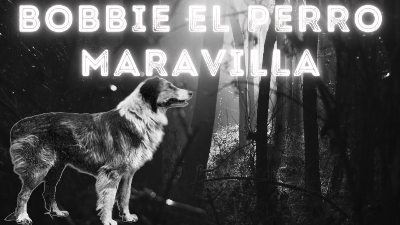Bobbie: el perro maravilla - YouTube